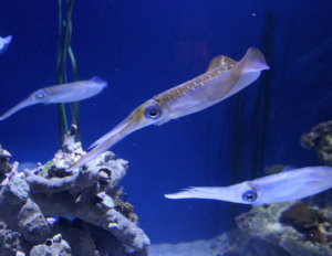 Calamar - ¡Aprende todo acerca de los calamares!